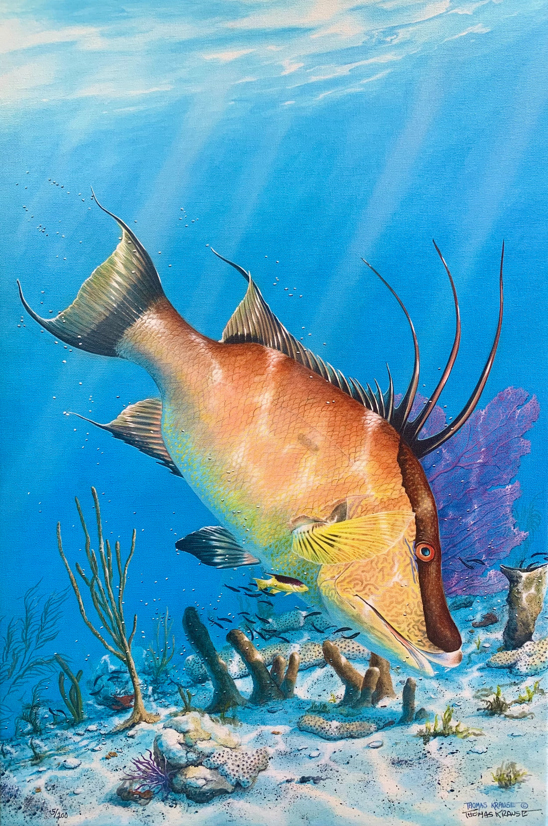 'Nosing Around' - Hogfish – Thomas Krause - Artist