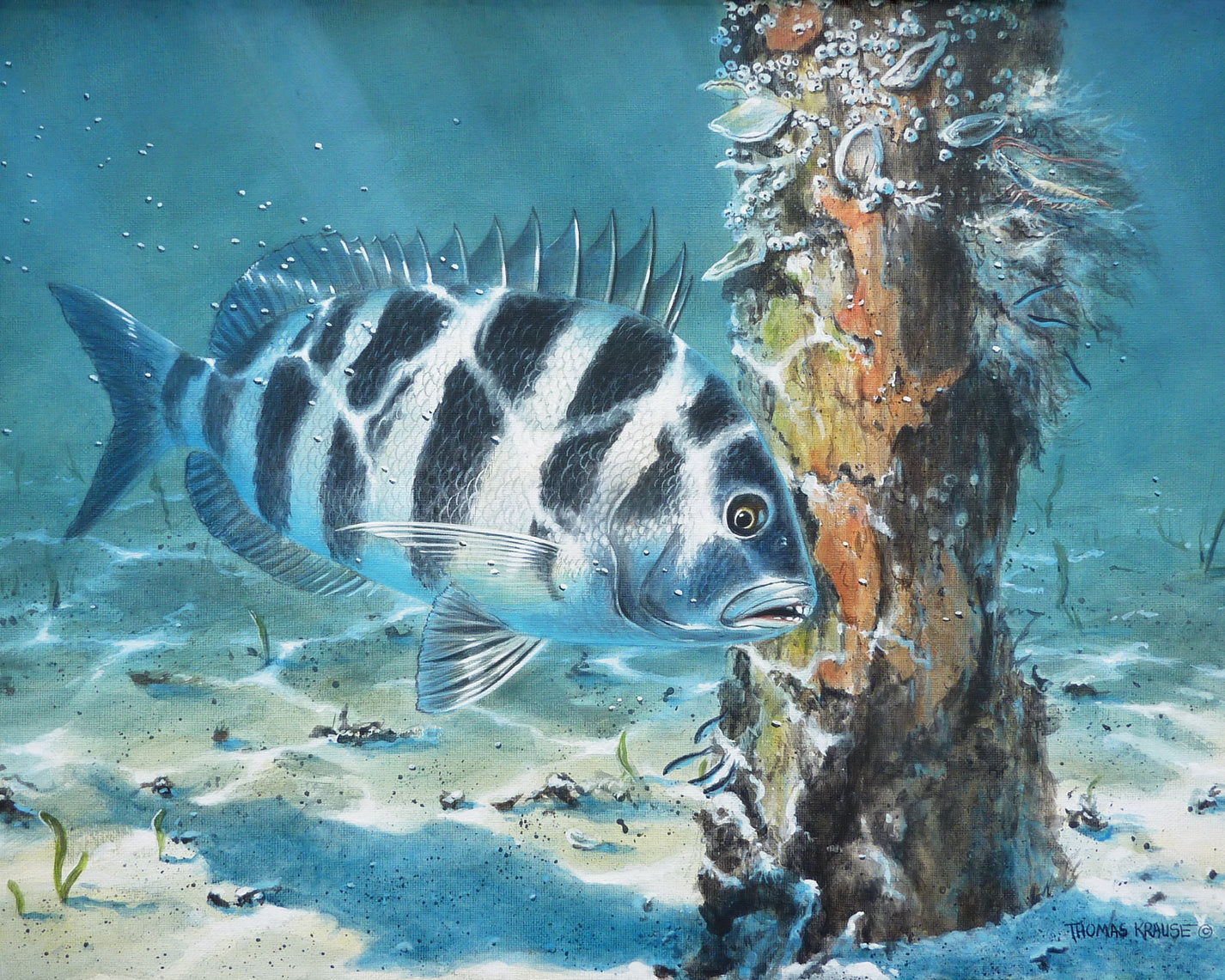 Sheepshead – Thomas Krause - Artist